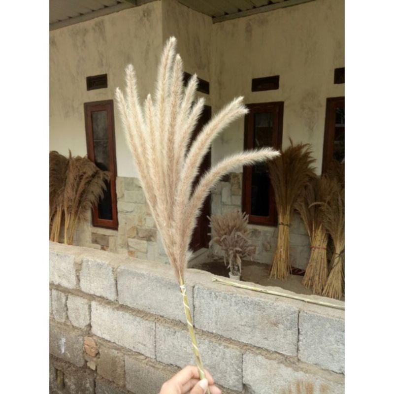 Jual Bunga kering ilalang sawah | Dry flower | Bunga sawah | bunga ...