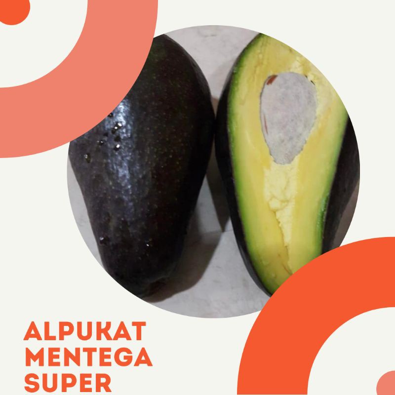 Jual ALPUKAT MENTEGA PREMIUM asli Sumbawa Bali 1Kg | Shopee Indonesia