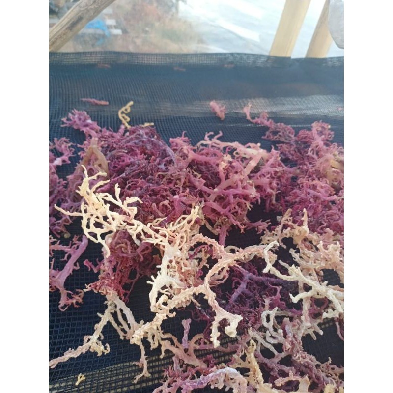 Jual Rumput Laut Eucheuma Spinosum 1kg, Spinosum, SP, Cottoni, SKRIPSI ...