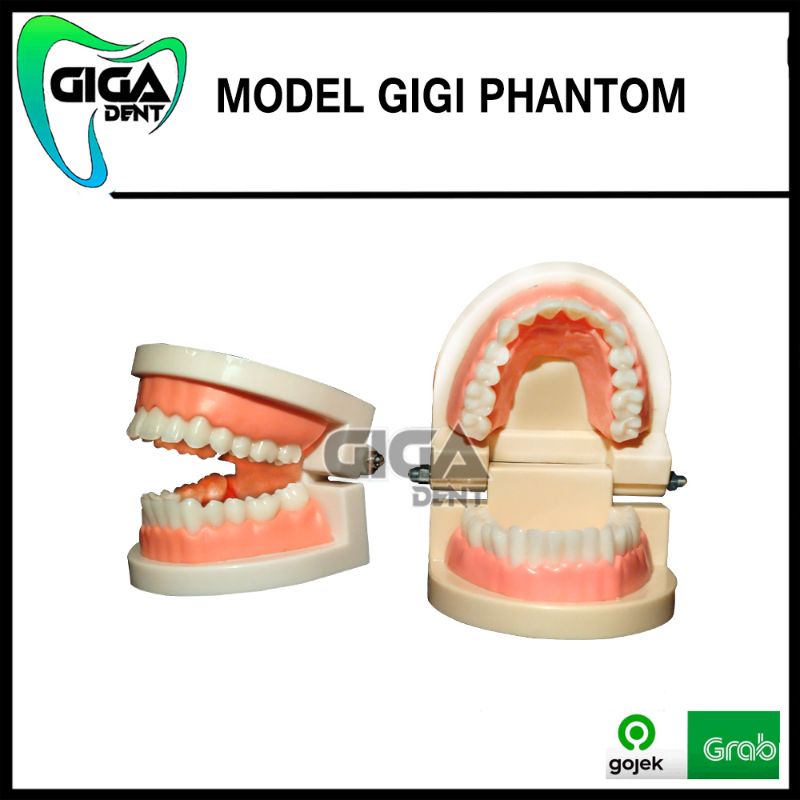 Jual DENTAL PHANTOM MODEL GIGI / STUDY EDUKASI RAHANG GIGI | Shopee ...