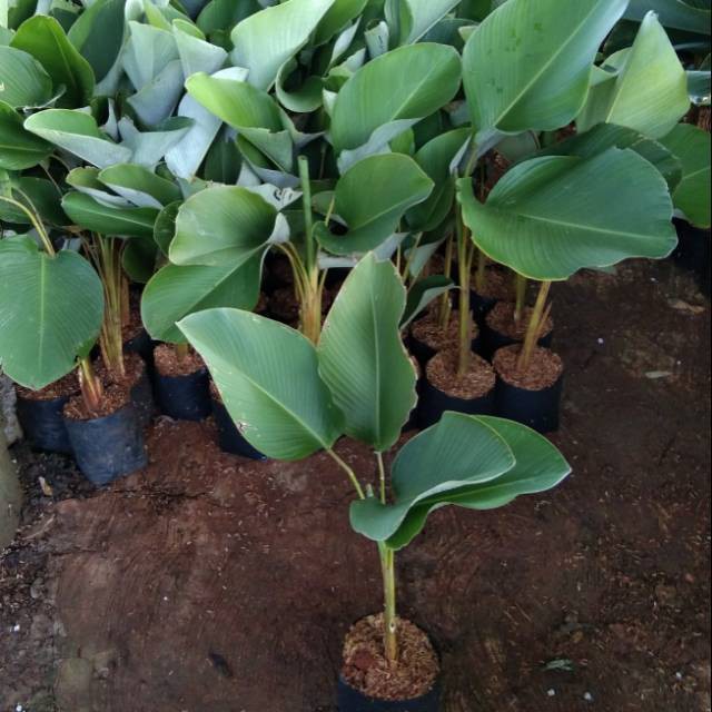 Jual Tanaman hias pisang kalatea-calathea pisang-calathea lutea ...