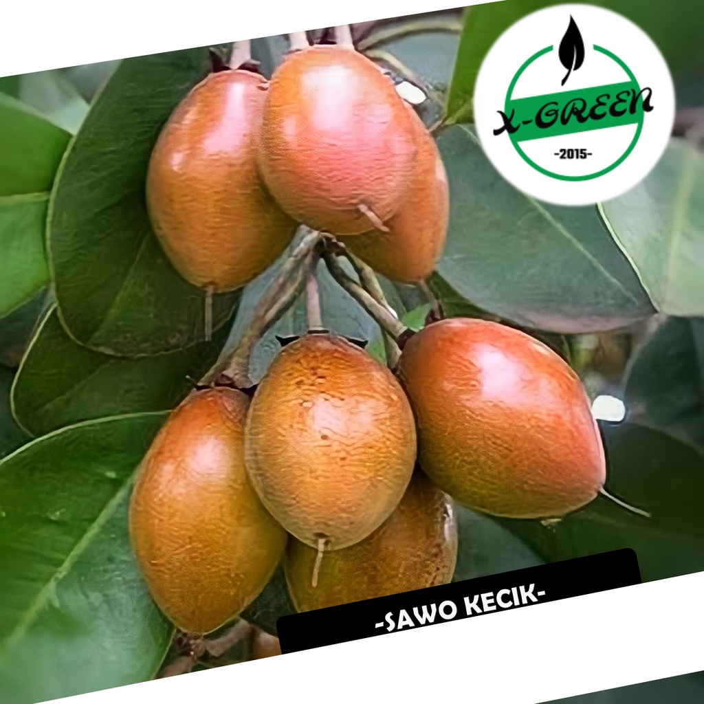 Jual Pohon Buah Sawo Kecik, Sawo Manila - (X-Green) | Shopee Indonesia