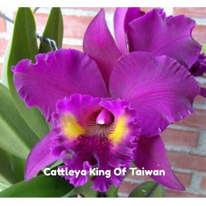 Jual Blc King Of Taiwan | Shopee Indonesia