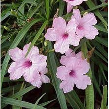 Jual Tanaman Hias ruellia rebah bunga pink | Shopee Indonesia