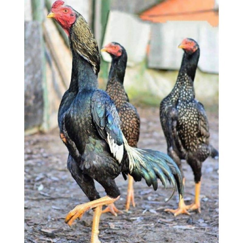 Jual TELUR AYAM SHAMO JEPANG IMPORT AYAM PETARUNG BESAR KUAT | Shopee ...