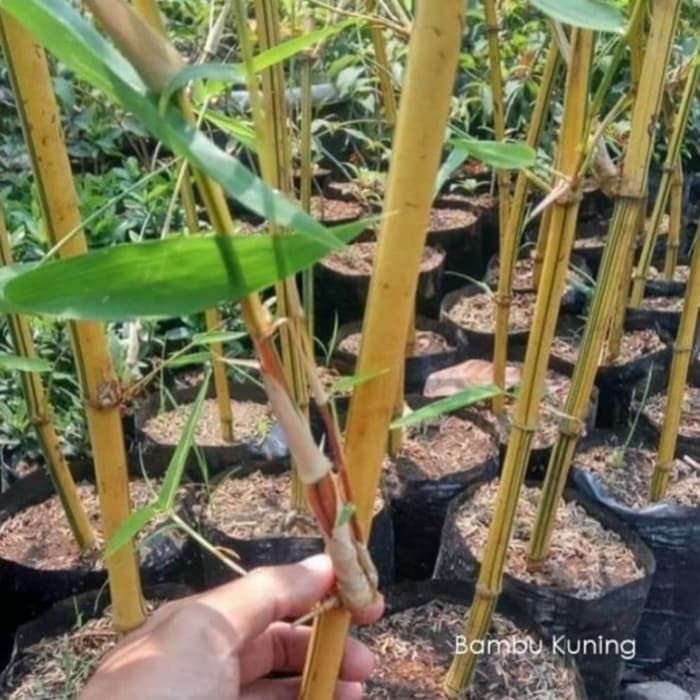Jual murahh!!! Jual pohon bambu kuning per batang|Tanaman hias bambu ...