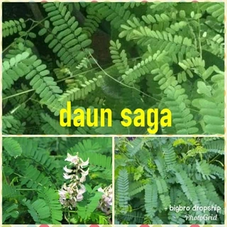 Jual Daun Saga Terlengkap & Harga Terbaru Januari 2026 | Shopee Indonesia