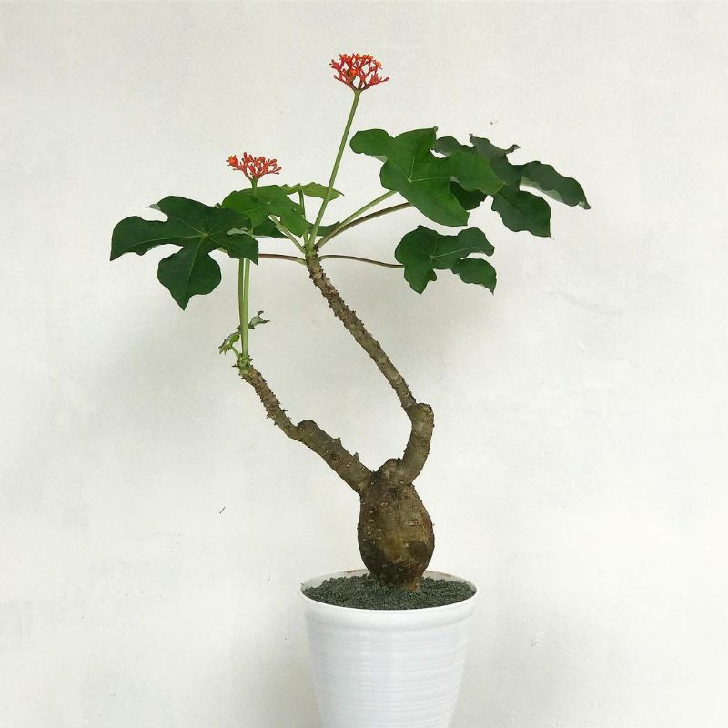 Jual Tanaman Hias Jarak Bali / Jarak Botol / Buddha Belly | Shopee ...