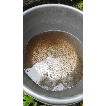 Jual Kutu air daphnia magna kutu air raksasa kutu air stater kutu air ...