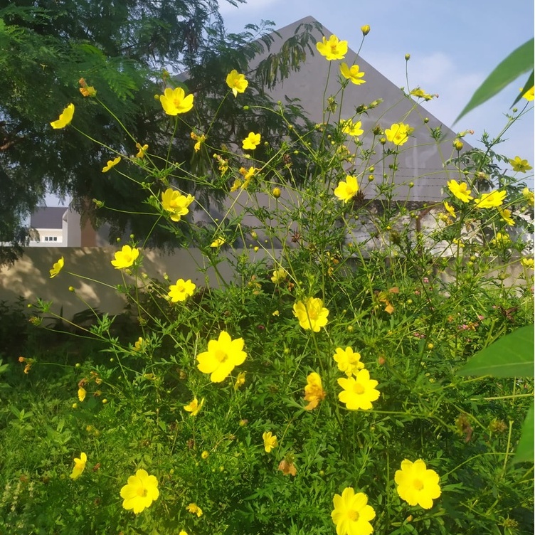 Jual Benih/Bibit Kenikir Cosmos Kuning (10 benih) | Shopee Indonesia