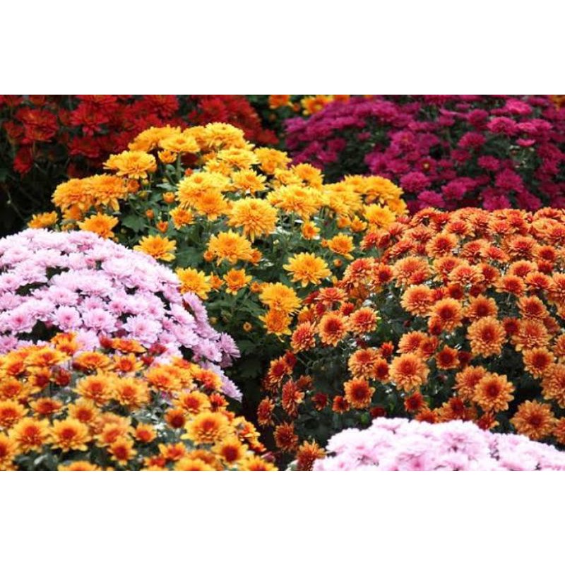Jual Bunga Krisan seruni 1pot isi -+15 batang pohon | Shopee Indonesia