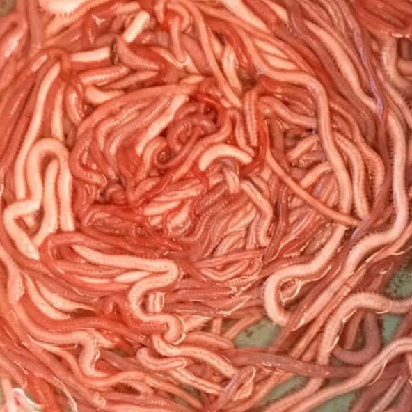 Jual 𝑼𝒎𝒑𝒂𝒏 𝑷𝒂𝒏𝒄𝒊𝒏𝒈 𝑪𝒂𝒄𝒊𝒏𝒈 𝑵𝒊𝒑𝒂𝒉 𝒕𝒆𝒓𝒑𝒂𝒏𝒋𝒂𝒏𝒈 𝒉𝒂𝒃𝒊𝒕𝒂𝒕 𝒂𝒊𝒓 𝒑𝒂𝒚𝒂𝒖 | Shopee ...