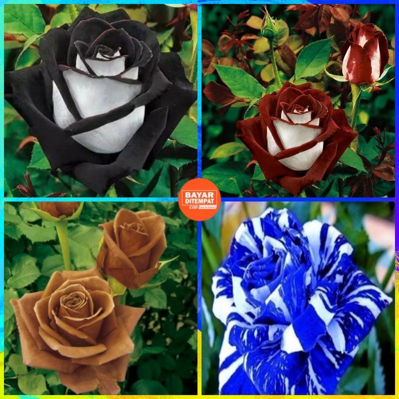 Jual PROMO!!! [PAKET 4] Tanaman hias Bunga Mawar impor rare | limited ...