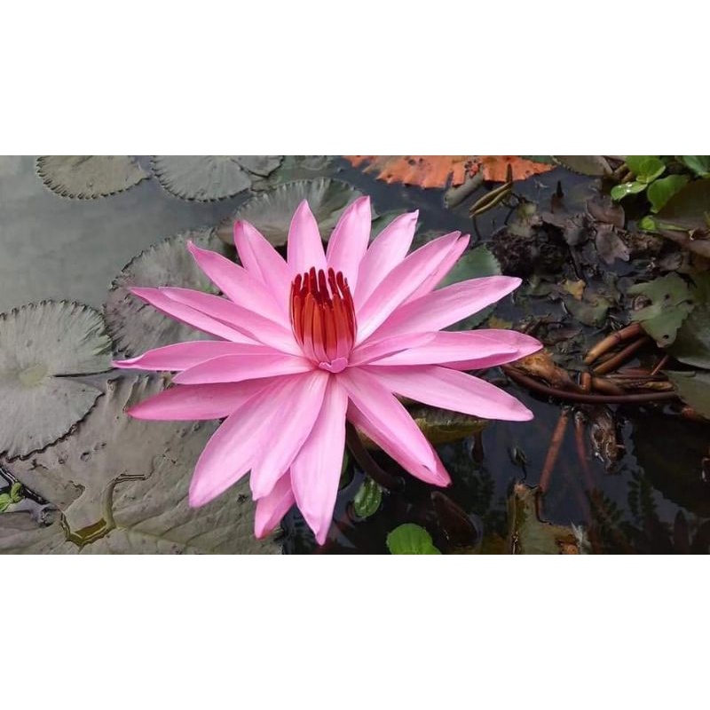 Jual Bunga Teratai pink jumbo mekar malam | Shopee Indonesia