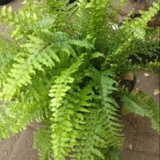 Jual POHON PAKIS BOSTON GOLDEN-tanaman pakis boston golden | Shopee ...