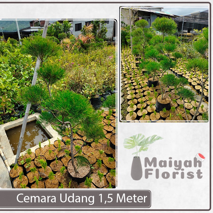 Jual Cemara Udang 1,5 Meter - Berkarakter - Casuarina Equisetifolia ...