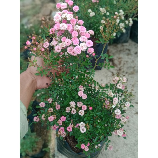 Jual Bunga Mawar Baby Rose Indukan Dewasa Rimbun | Shopee Indonesia