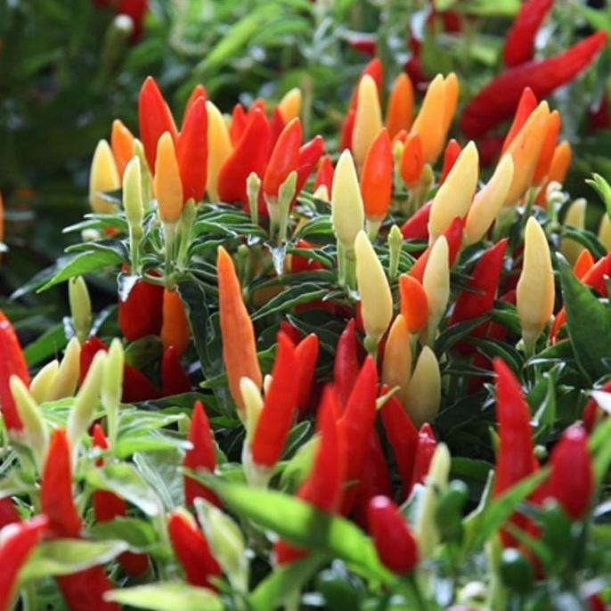 Jual Jual Bibit Tanaman Cabai Rawit Merah Cabe Rawit Merah Tanaman ...