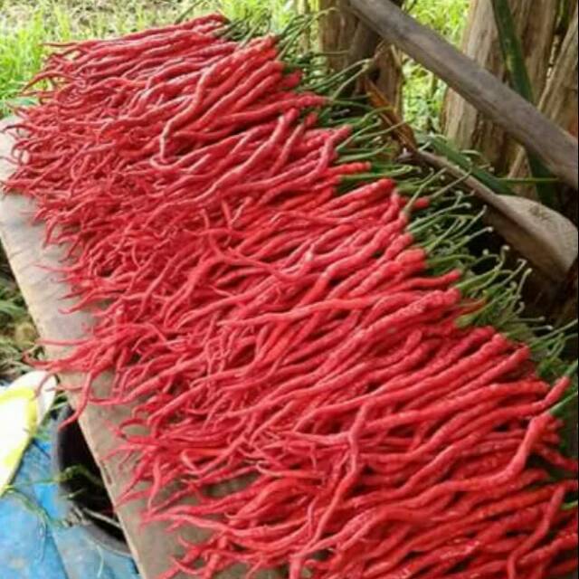 Jual [ Paket Isi 10 Biji Benih ] Benih - Biji - Bibit Cabe Unik Cabe ...