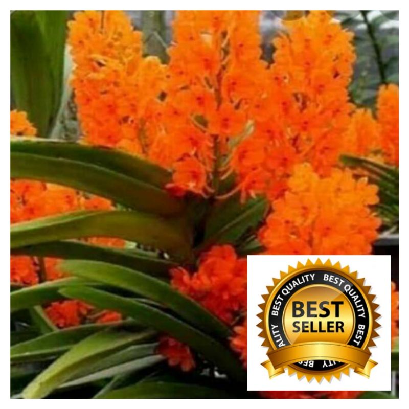 Jual Tanaman Anggrek vanda mini asco | Shopee Indonesia