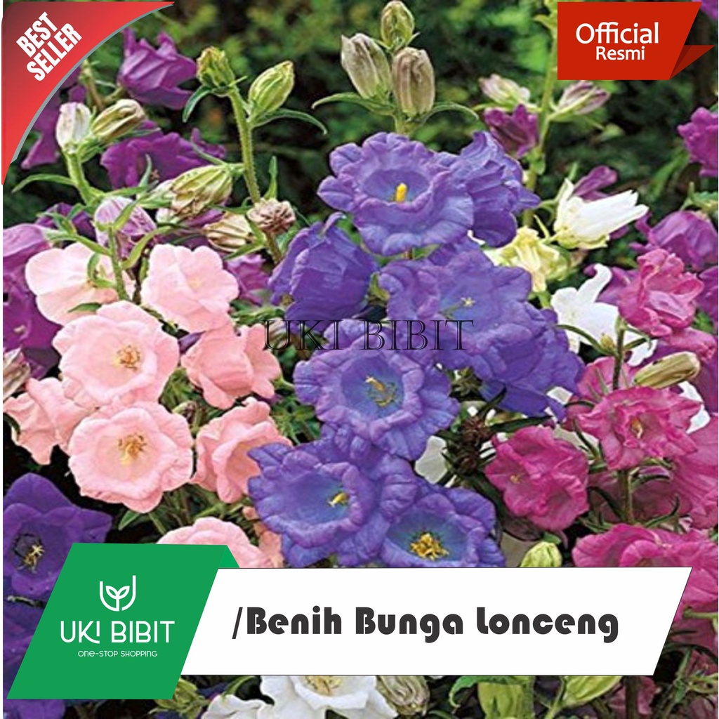 Jual ( 700 Butir ) Benih Bunga Lonceng | Bunga Terompet | Campanula ...