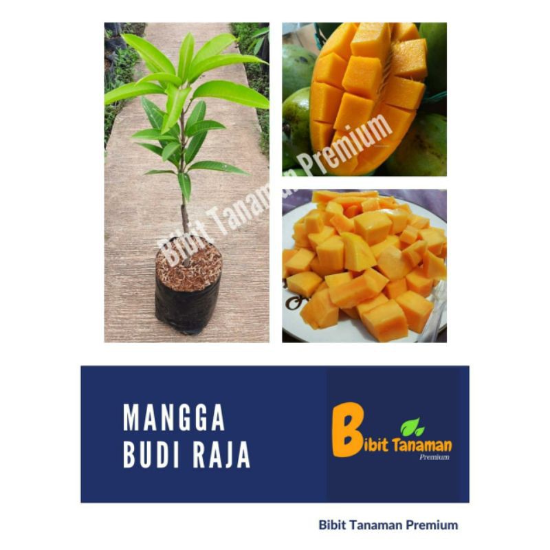 Jual BIBIT MANGGA BUDI RAJA / MANGGA BUDHI RAJA / MANGGA RAJA (BIBIT ...