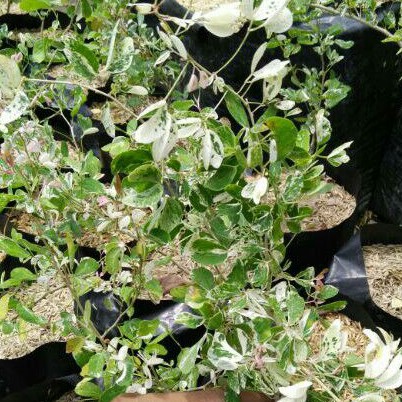 Jual Bibit Buah Asem Belanda atau Asem Londo | Shopee Indonesia