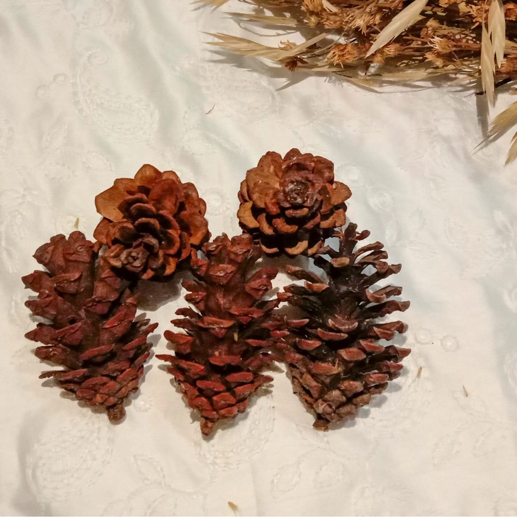 Jual Bunga pinus / Buah Pinus / bunga kering rustik / dried rustic ...