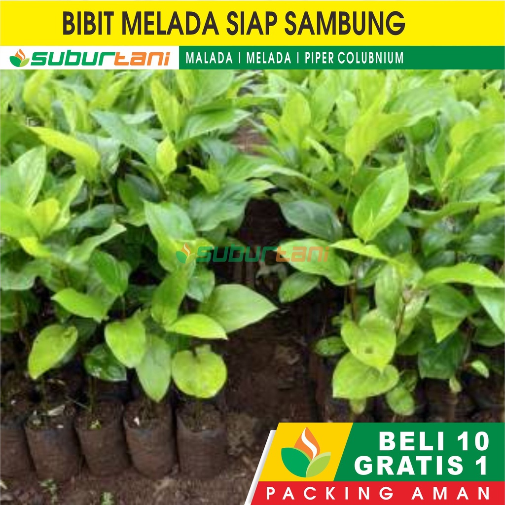 Jual Melada Malada Piper Colubnium Inovasi Sambung Bibit Lada | Shopee ...