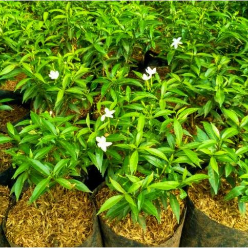 Jual Tanaman Hias Rembosa Mini Rombusa Mini | Shopee Indonesia