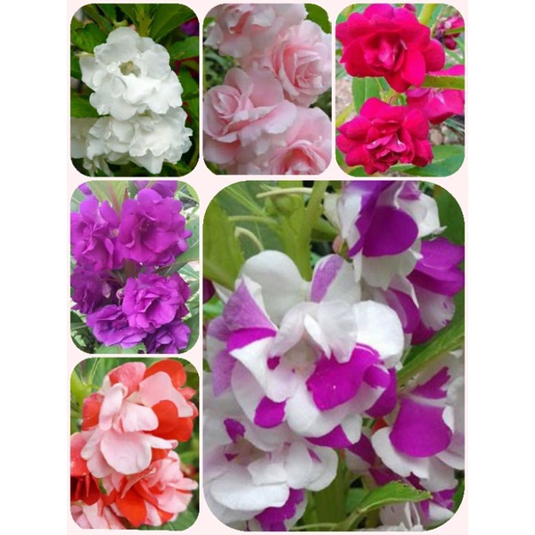 Jual 60 pcs Pacar air 8 warna MIX (pink, ungu, merah, putih, merah ...