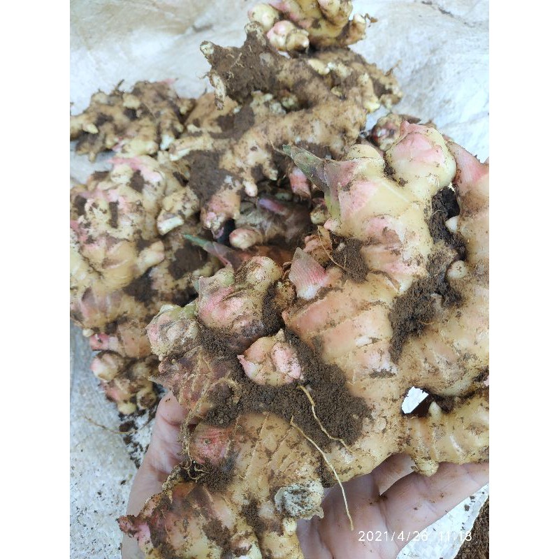 Jual JAHE SEGAR 100 GRAM / JAHE HERBAL / JAHE LOKAL / JAHE FRESH ...
