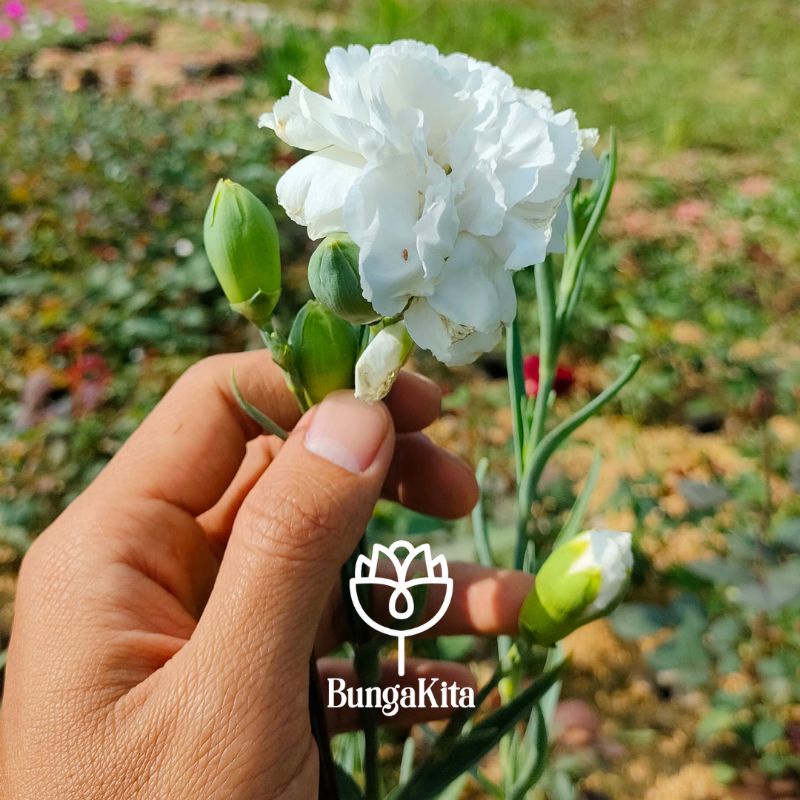 Jual Tanaman Hias Bunga CARNATION PUTIH | Shopee Indonesia