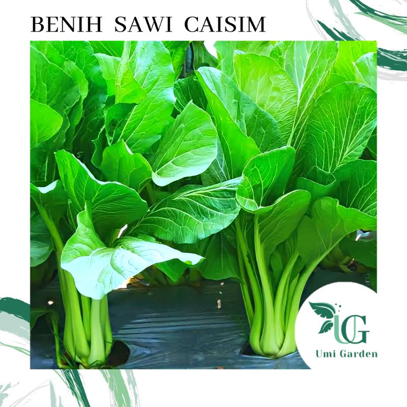 Jual 30 Biji Benih Sawi Caisim Shinta Manis Sayuran Berkualitas Unggul ...
