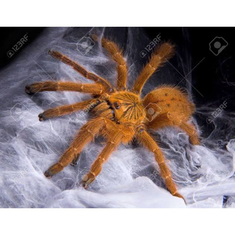 Jual Tarantula Pterinochilus Murinus / Orange Baboon Tarantula (OBT ...