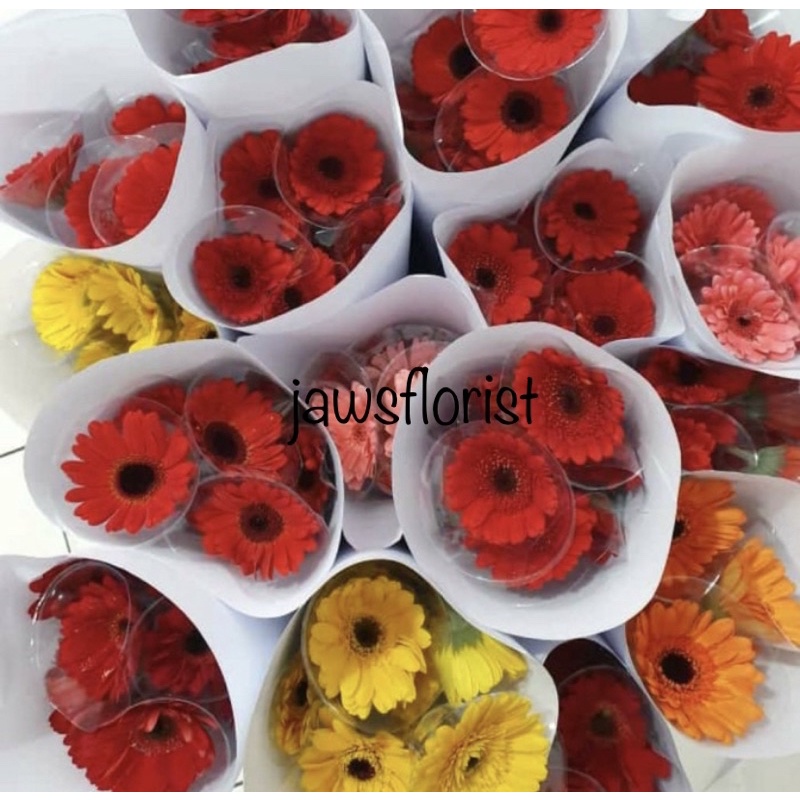 Jual Bunga Garbera | Shopee Indonesia