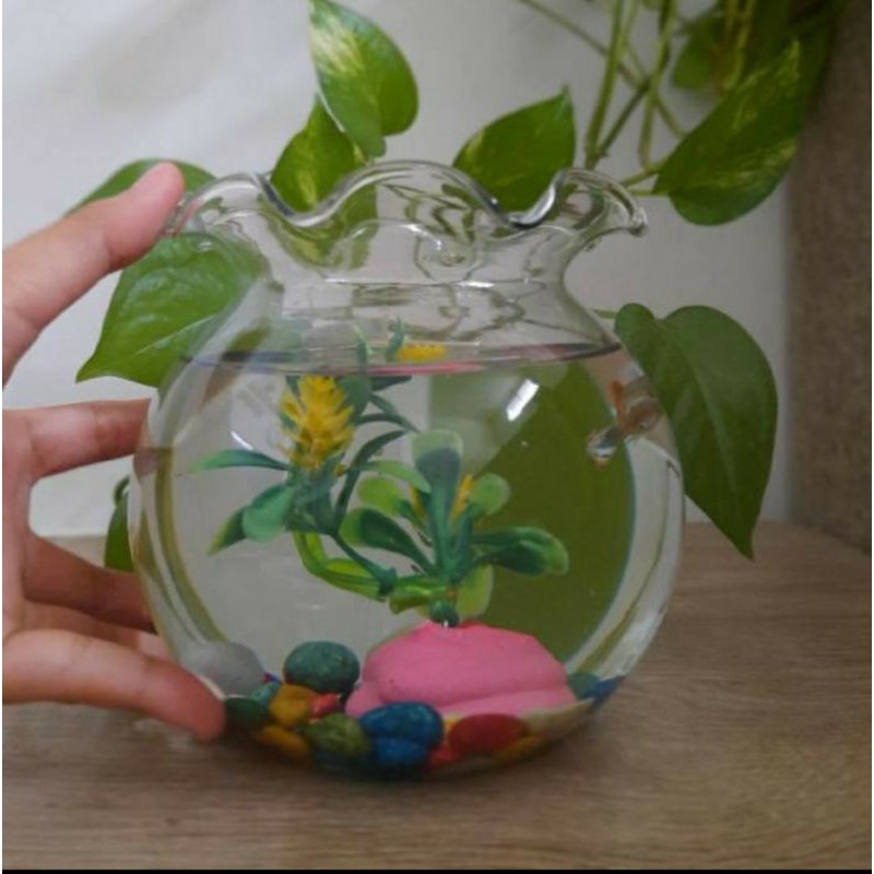 Jual aquarium bulat fish ball 1.5L | Shopee Indonesia