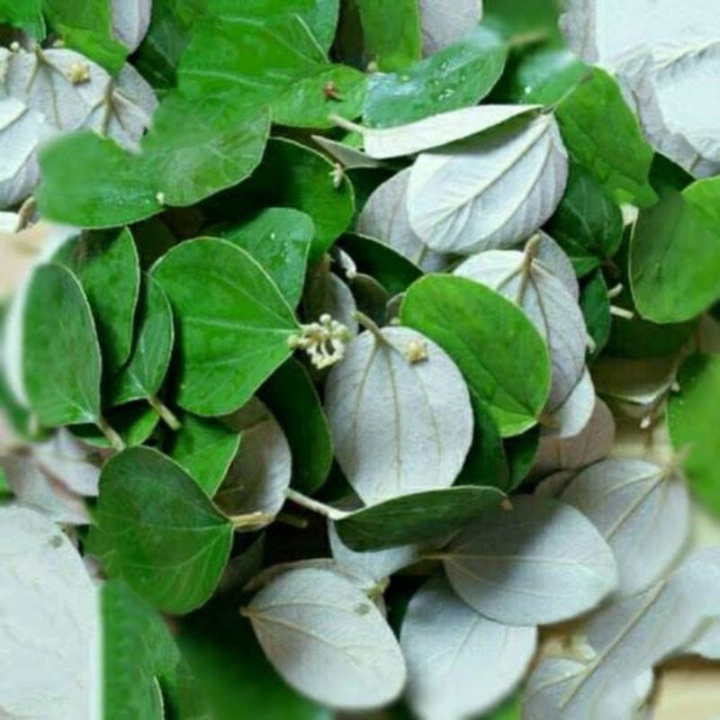 Jual Daun Bidara Arab fresh petik (50 - 100 Lembar) | Shopee Indonesia