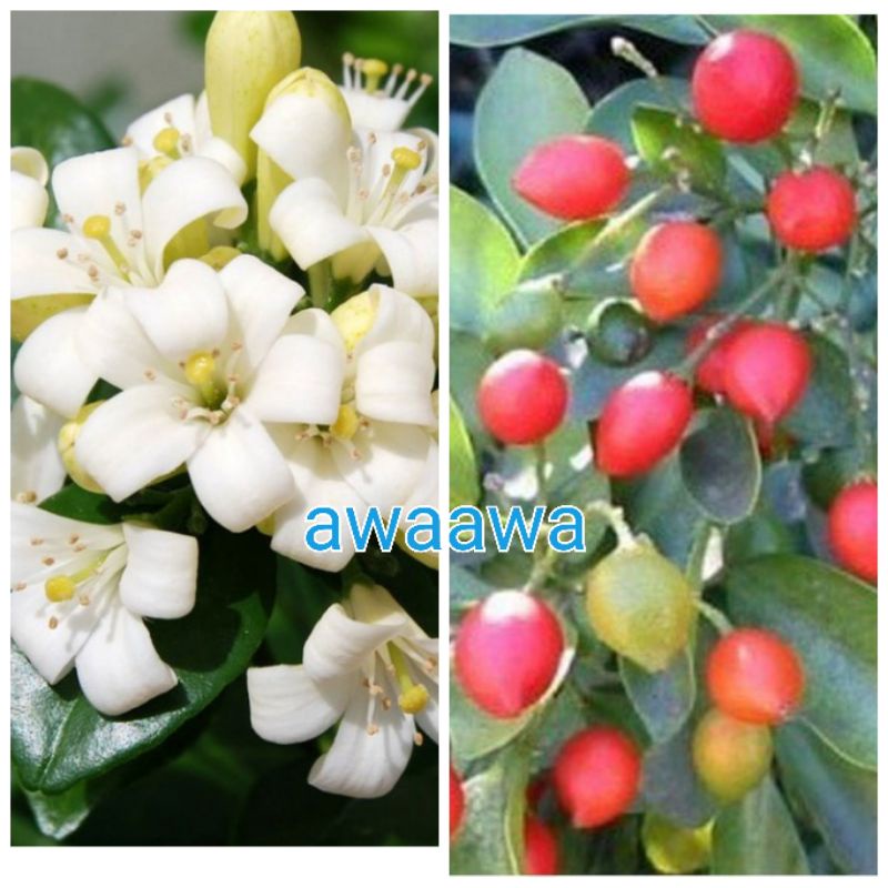 Jual bibit bunga kemuning Jepang Thailand Murraya paniculata biji benih ...