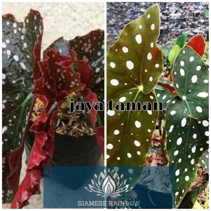 Jual Tanaman hias begonia - paket tanaman begonia Moka dan Polkadot ...
