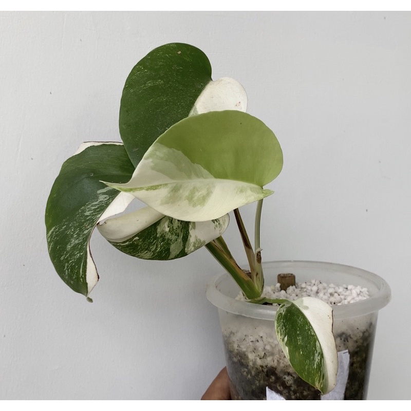 Jual Monstera deliciosa variegata white tiger 5 daun | Shopee Indonesia