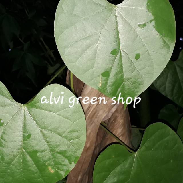 Jual DAUN BROTOWALI FRESH DAUN ANTAWALI | Shopee Indonesia
