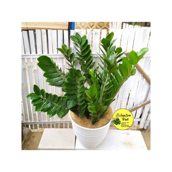 Jual TANAMAN HIAS ZAMIA DOLLAR RIMBUN + POT PUTIH | Shopee Indonesia