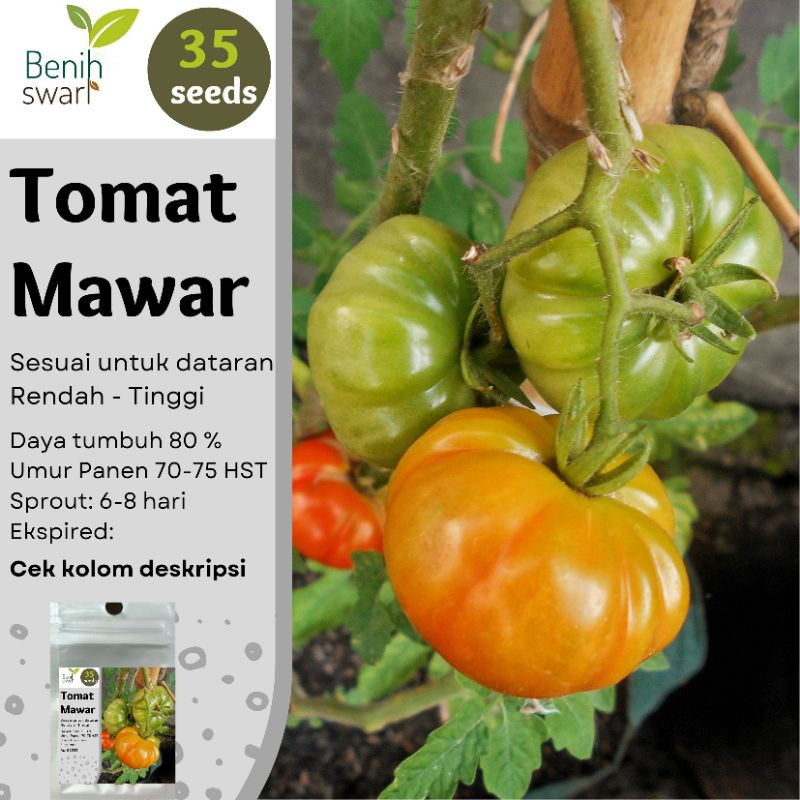 Jual Benih Swari: (isi 35 butir) Benih Tomat Mawar | Shopee Indonesia