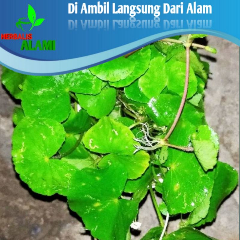 Jual Tanaman Herbal Daun Antanan Daun Pegangan,Obat Darah Tinggi, Dapat ...
