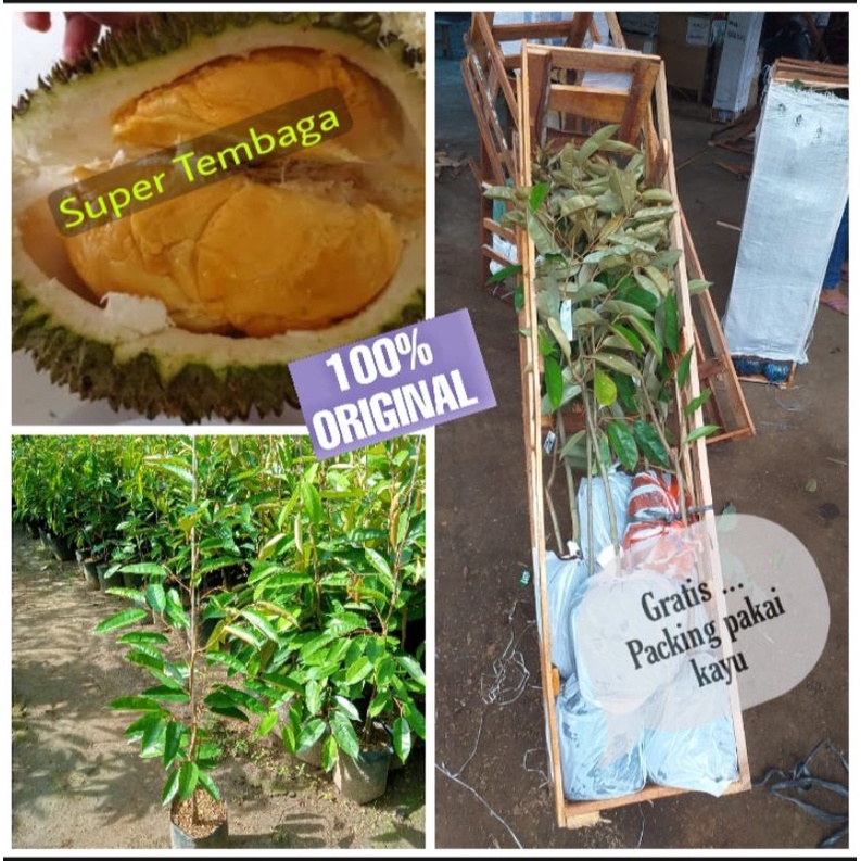 Jual Bibit Durian Super Tembaga hasil Okulasi | Shopee Indonesia