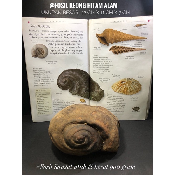 Jual Fosil Keong Hitam Natural B94 atau Fosil Gastropoda atau Fosil ...