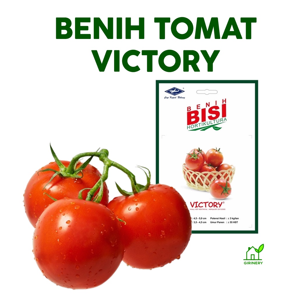 Jual Benih Bibit TOMAT VICTORY - Repack Bisi Holtikultura | Shopee ...