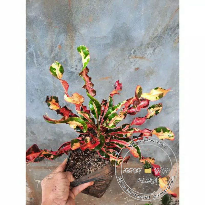 Jual Tanaman Hias Puring Bor - Pohon Puring Bor | Shopee Indonesia