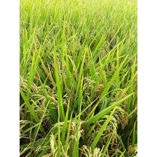 Jual Victory Seed Bibit Benih Padi Putih (Isi 10 Gram) | Shopee Indonesia